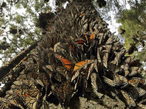 Wing Twist: The Hidden Aerodynamic Key to Safer, Smarter, and More ...