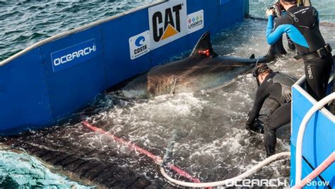 Contender, the Giant Great White Shark, Spotted Off North Carolina ...