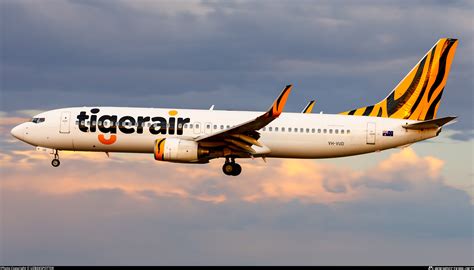 Tigerair Australia: A Comprehensive History of the Roar and Silence in ...