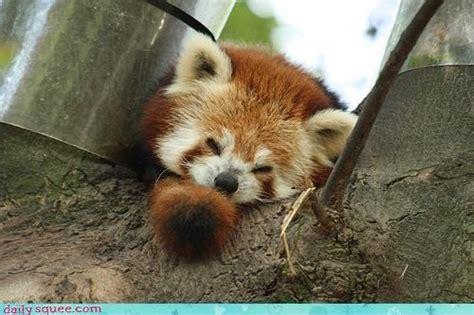 Red Panda Wake-Up Calls in China's Hotel Suspended: A Deep Dive into ...