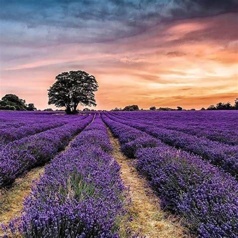 The Surging Charm of Lavender Fields: A Journey Through Somerset ...