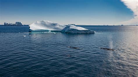 Exploring Greenland Tourism in 2025: Whale Watching, Cultural ...